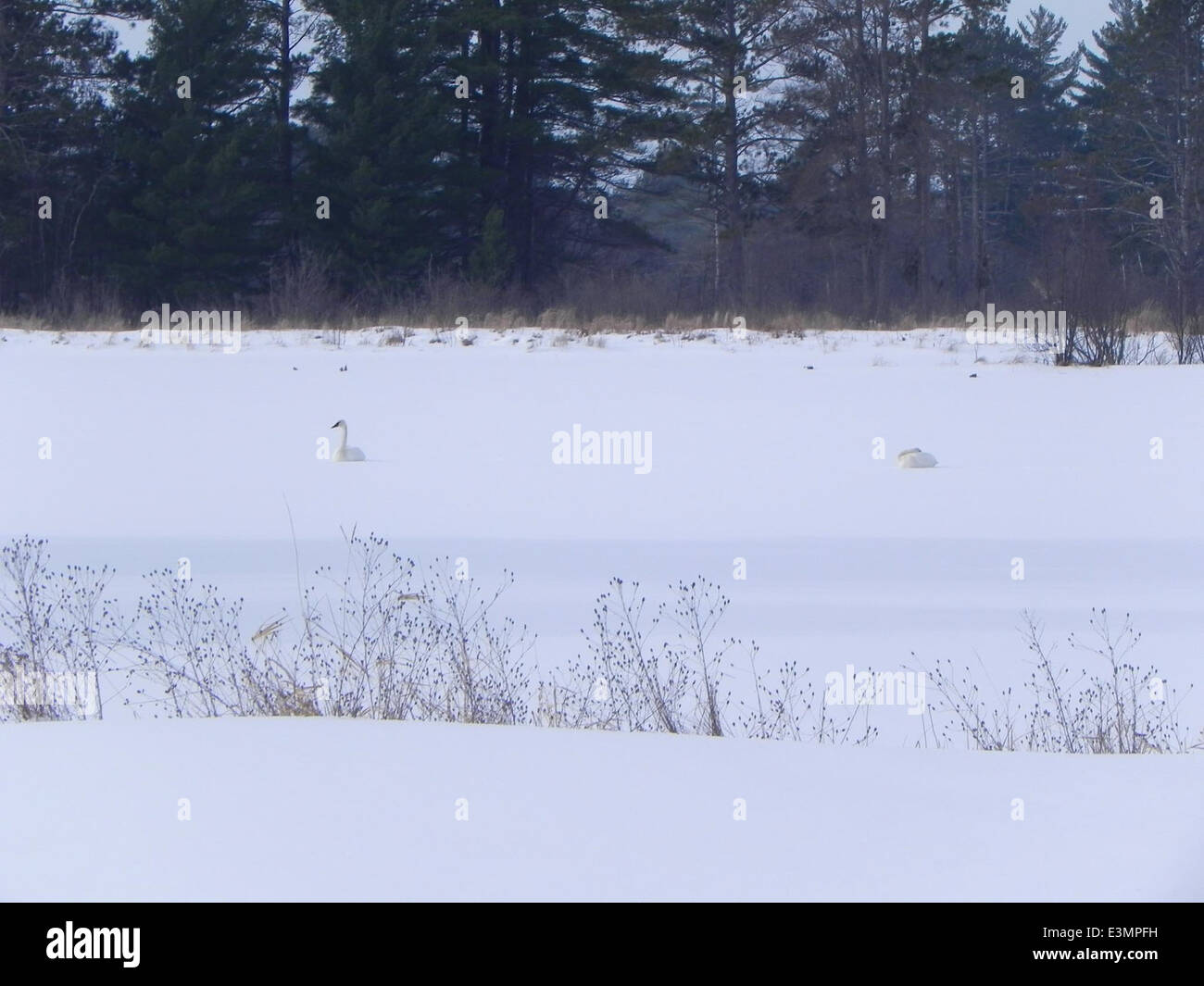 Swans are commonly seen in Michigan’s Seney National Wildlife Refuge ...