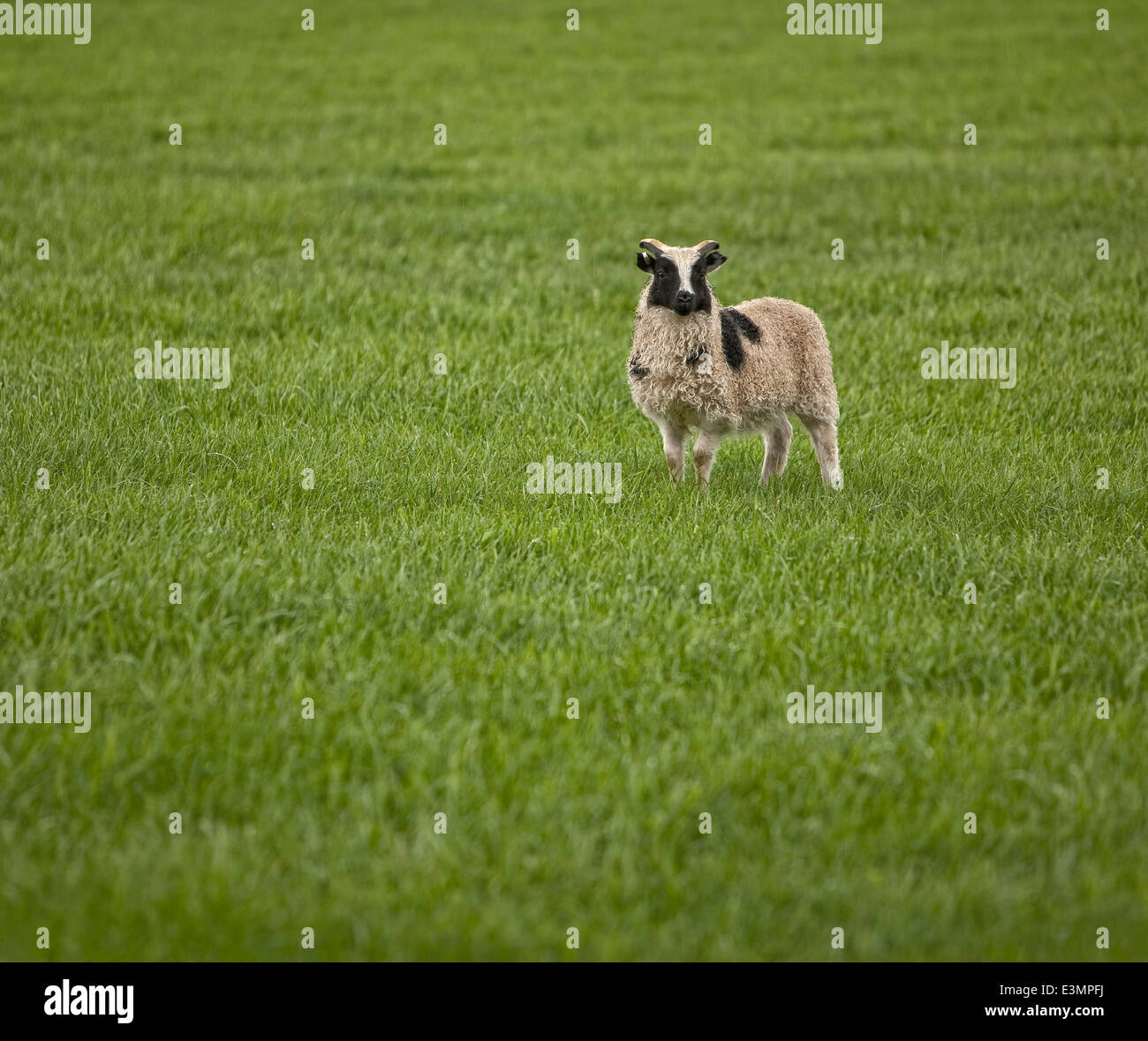 White sheep one black sheep hi-res stock photography and images - Alamy