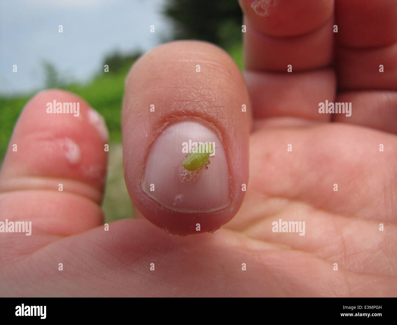 Spittle insects hi-res stock photography and images - Alamy