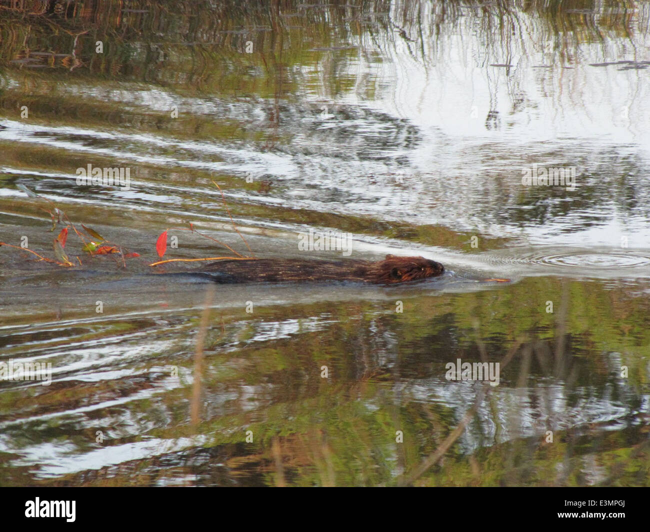 Michigan beaver hi-res stock photography and images - Alamy