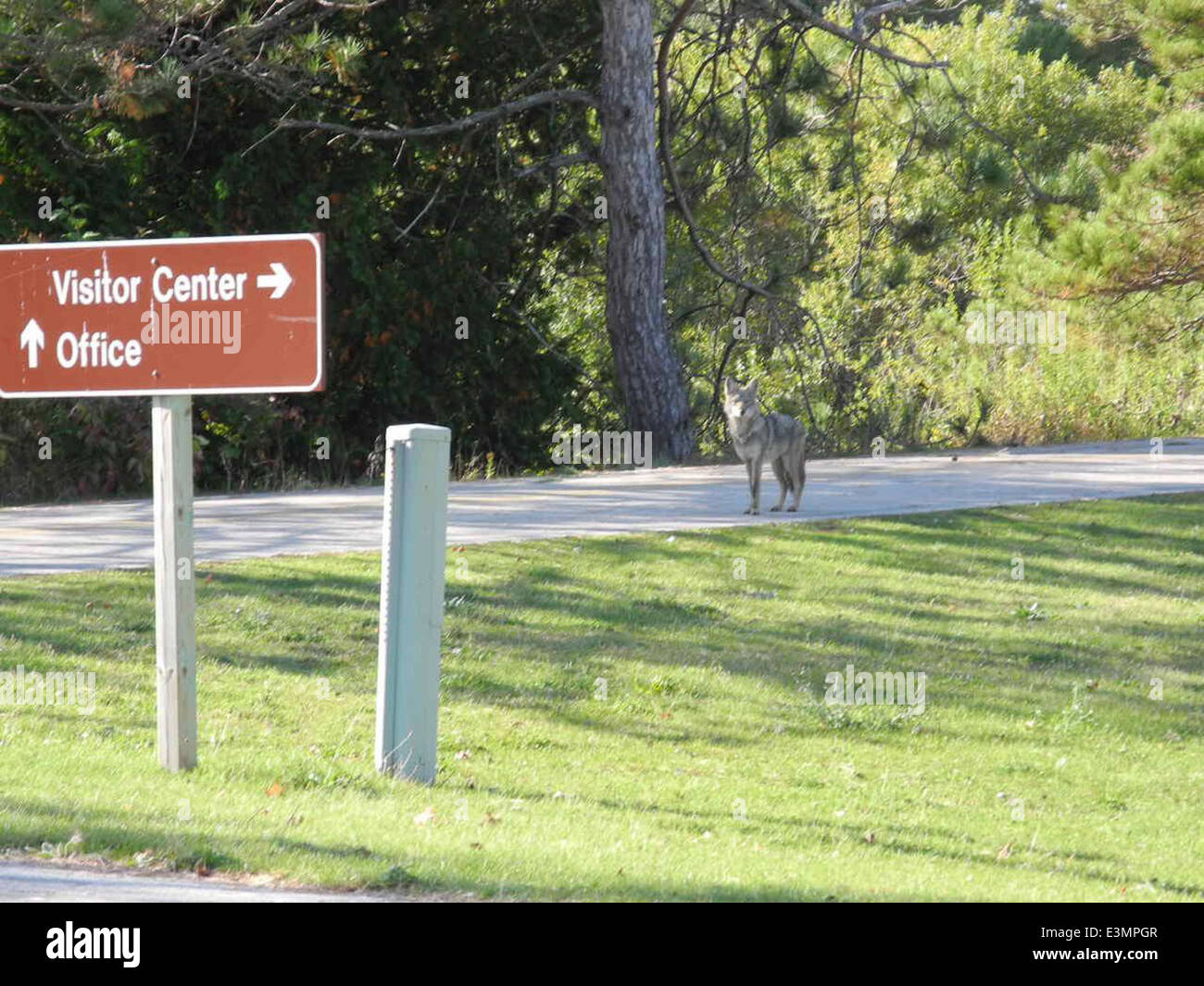 Michigan coyote hi-res stock photography and images - Alamy