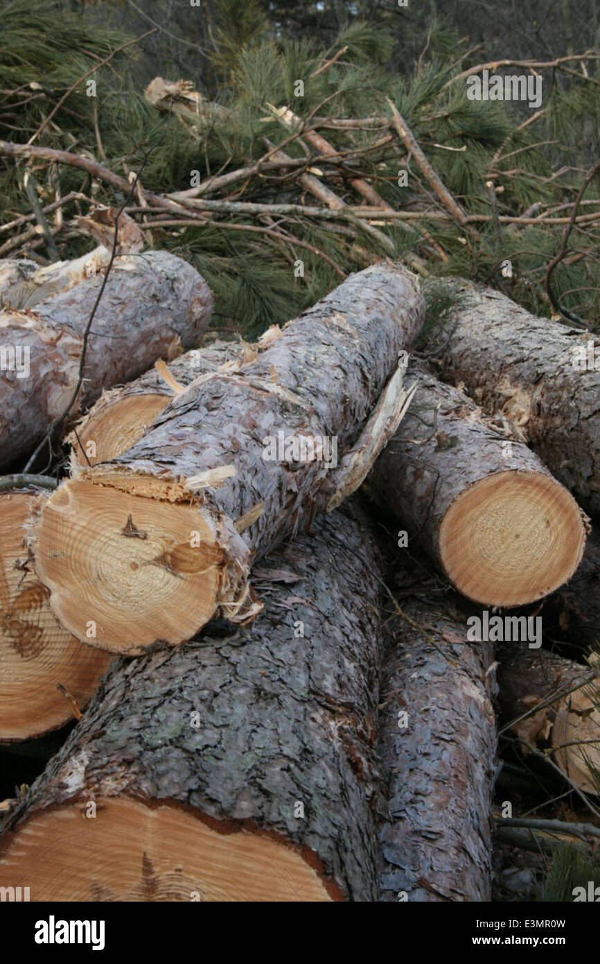 log and branch piles Stock Photo - Alamy