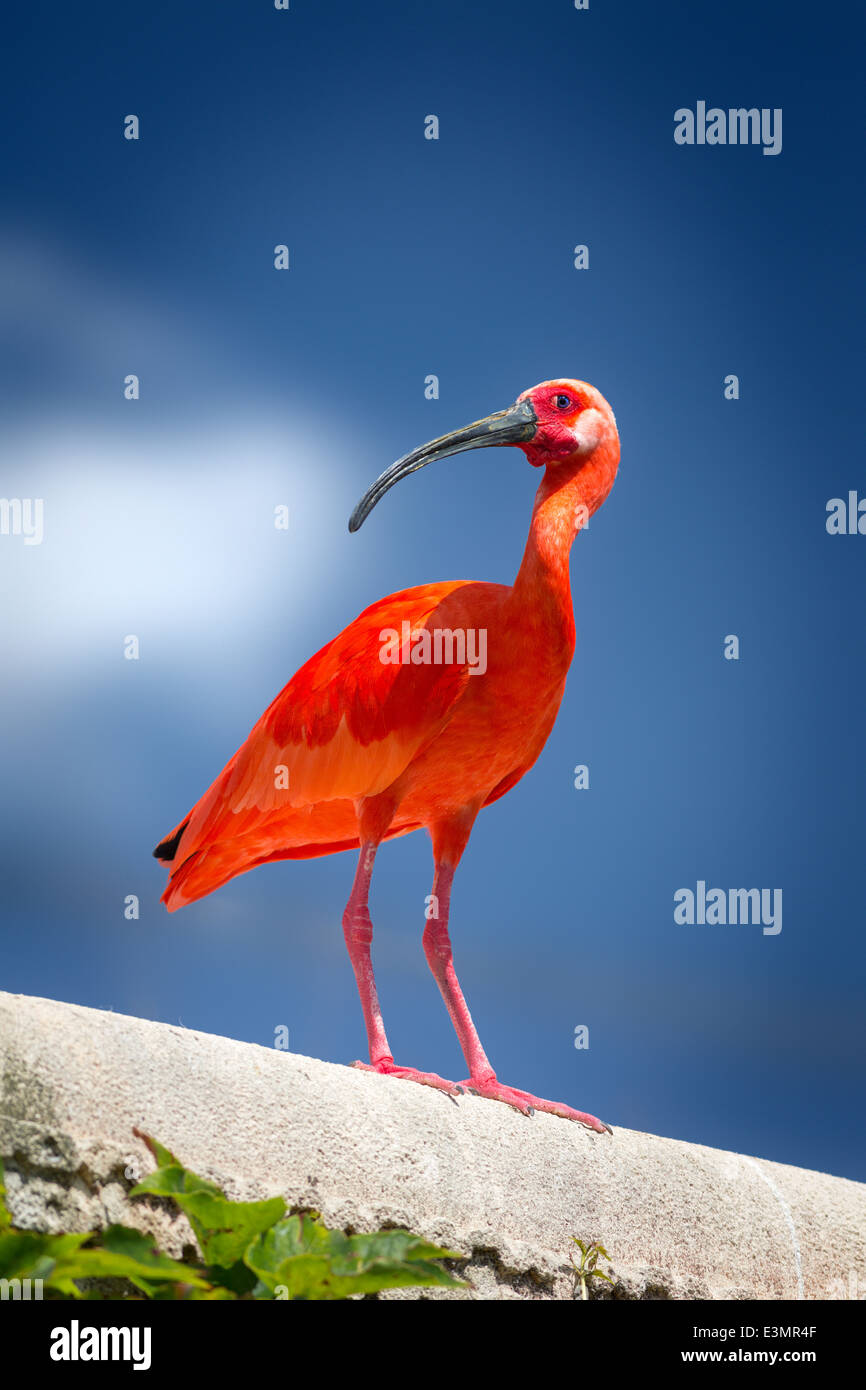 Scarlet ibis hi-res stock photography and images - Alamy
