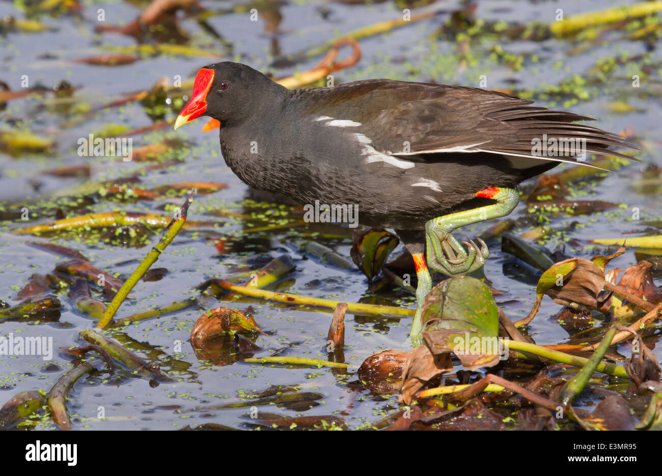 Black gallinule hi-res stock photography and images - Alamy