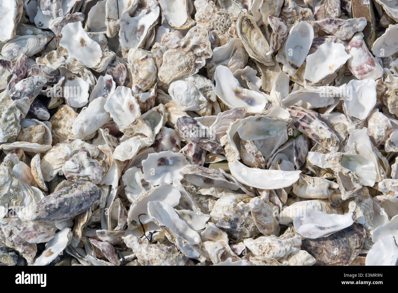 lots of oyster shells seen in Cancale (Brittany,France Stock Photo - Alamy