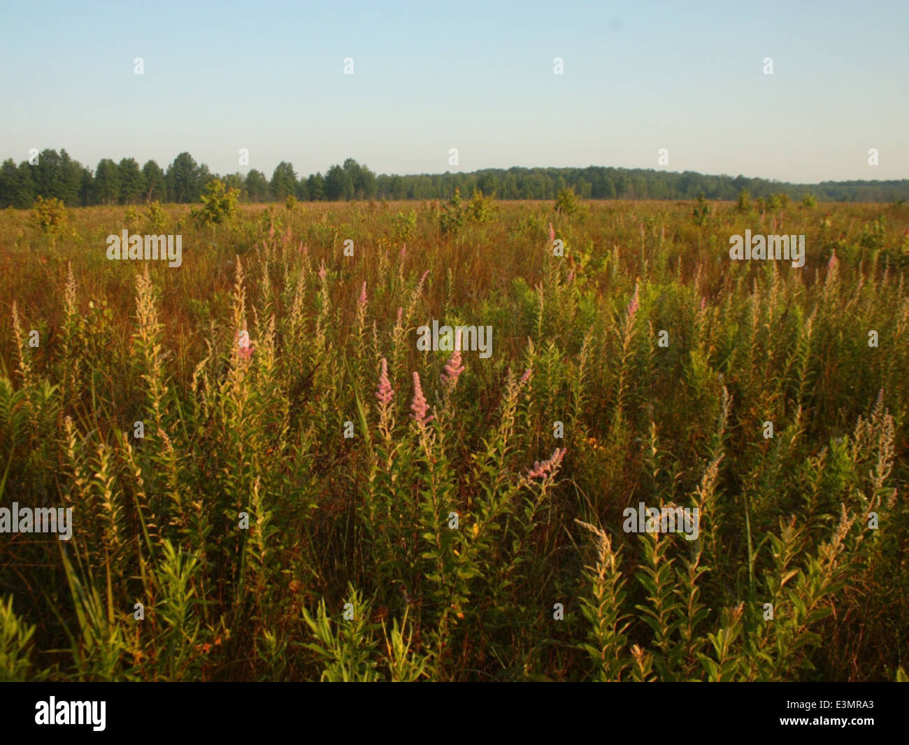 Big Oaks NWR Stock Photo - Alamy