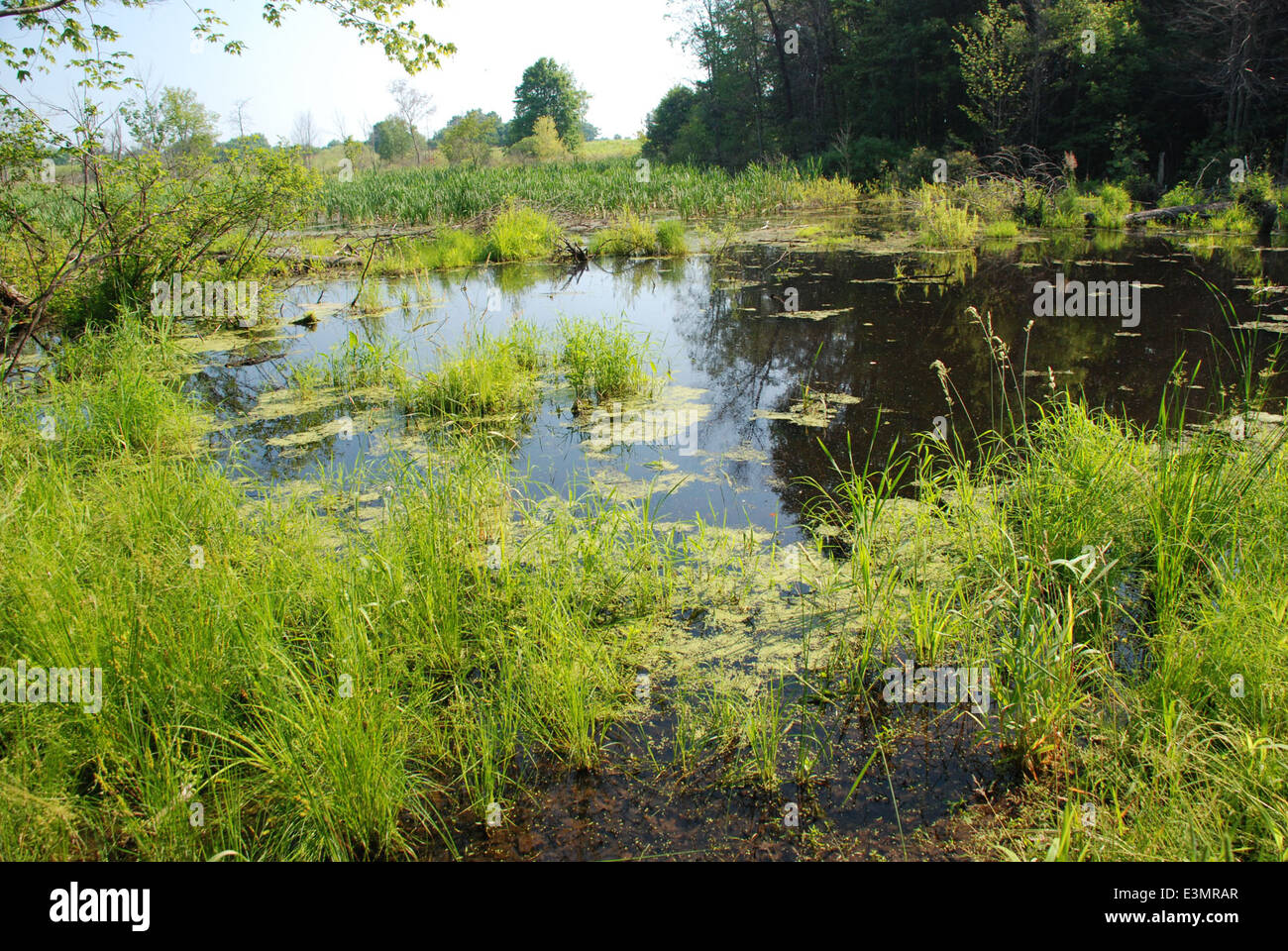 Michigan Wetland Management District focuses on protecting and ...