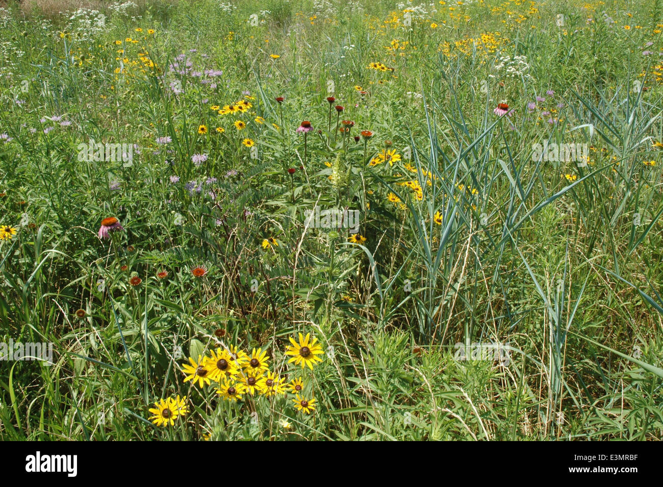Michigan wetland management district hi-res stock photography and ...
