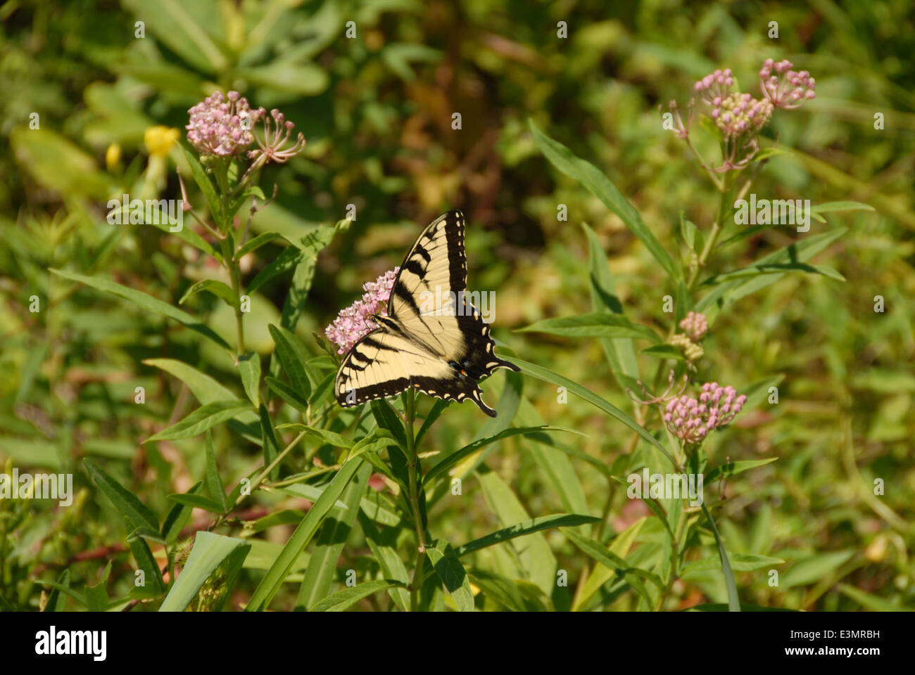 Patoka River National Wildlife Refuge, located in Indiana, is home to ...