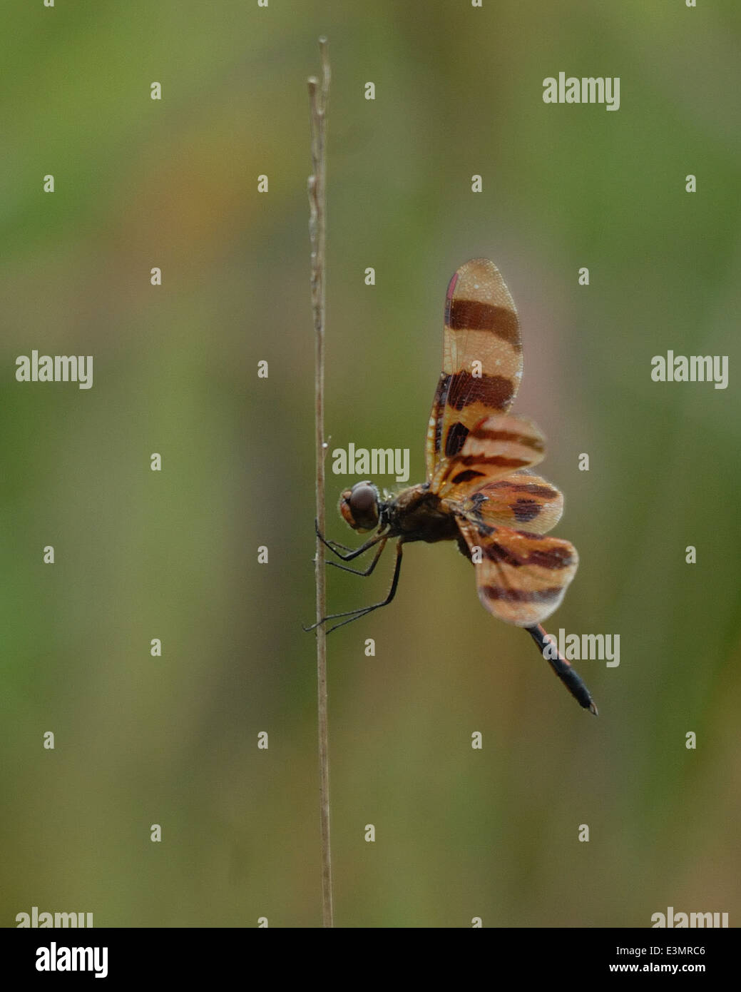 Indiana Insects High Resolution Stock Photography and Images - Alamy