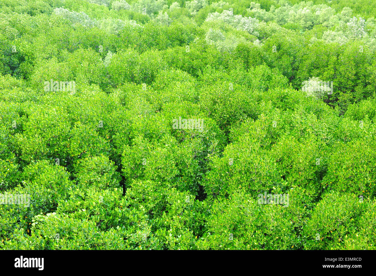 Mangrove tree canopy hi-res stock photography and images - Alamy