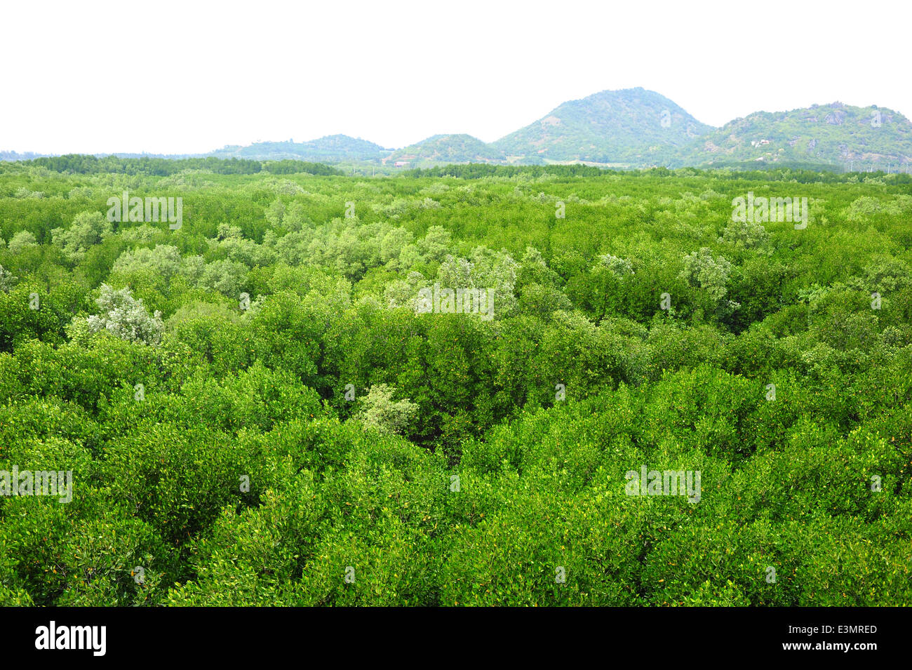 Mangrove canopy hi-res stock photography and images - Alamy