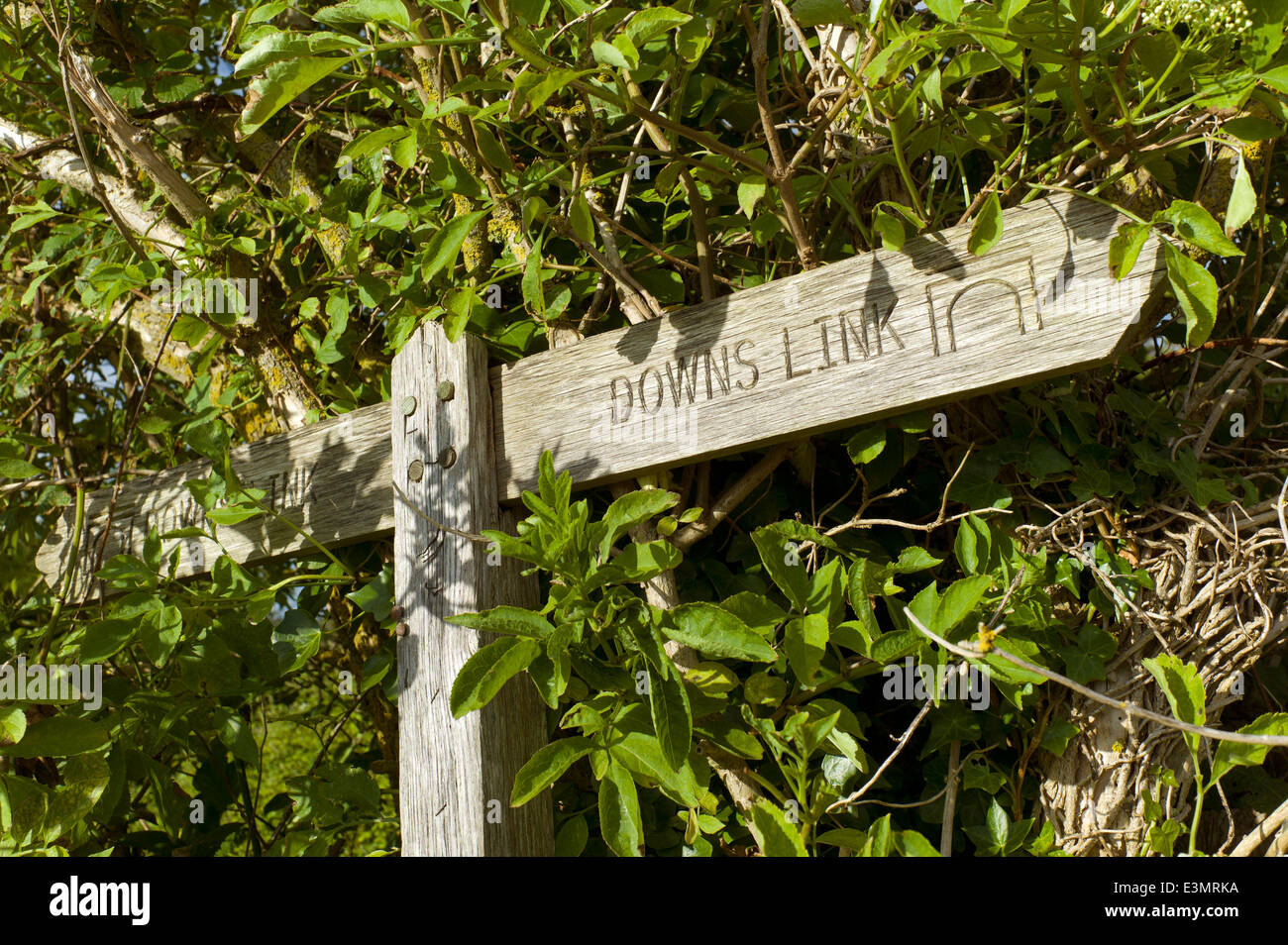 Indicate hedge hi-res stock photography and images - Alamy