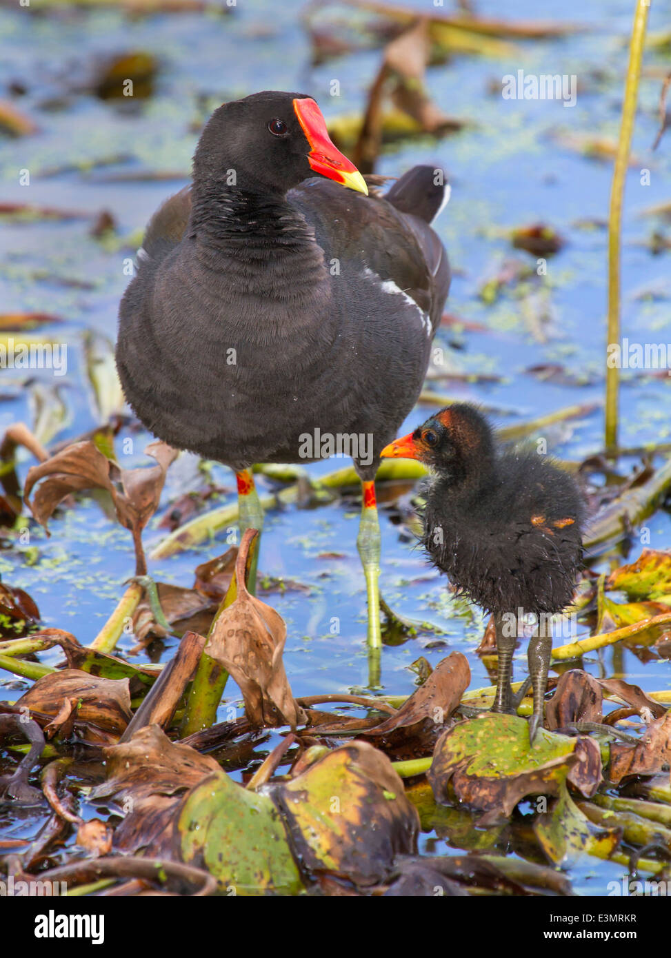 Common Gallinule (Gallinula galeata) with a chick Stock Photo - Alamy