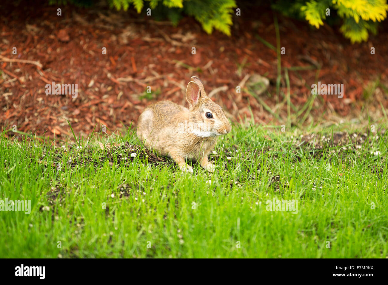 Horizontal photo of young wild rabbit eating fresh grass with flowerbed ...