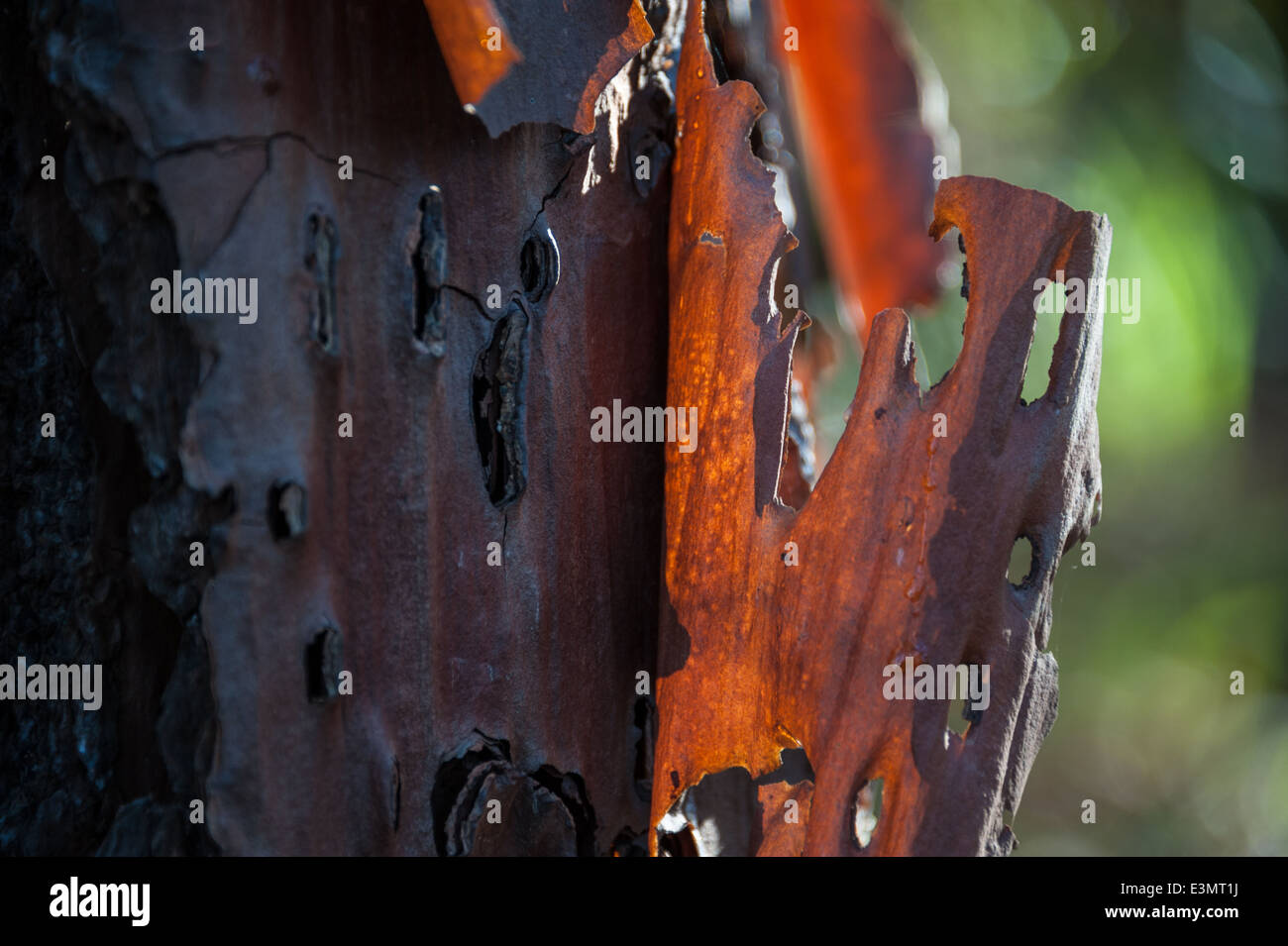 Thin flake of pine bark illuminated by late afternoon sunlight along a ...