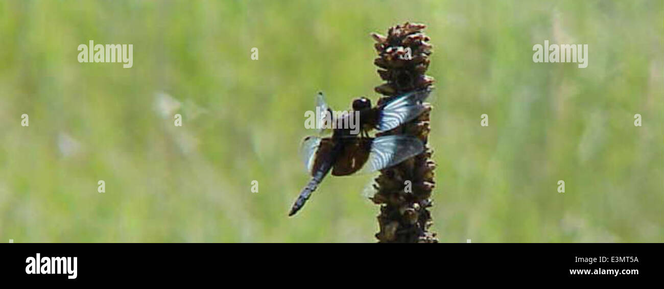Illinois dragonfly hi-res stock photography and images - Alamy