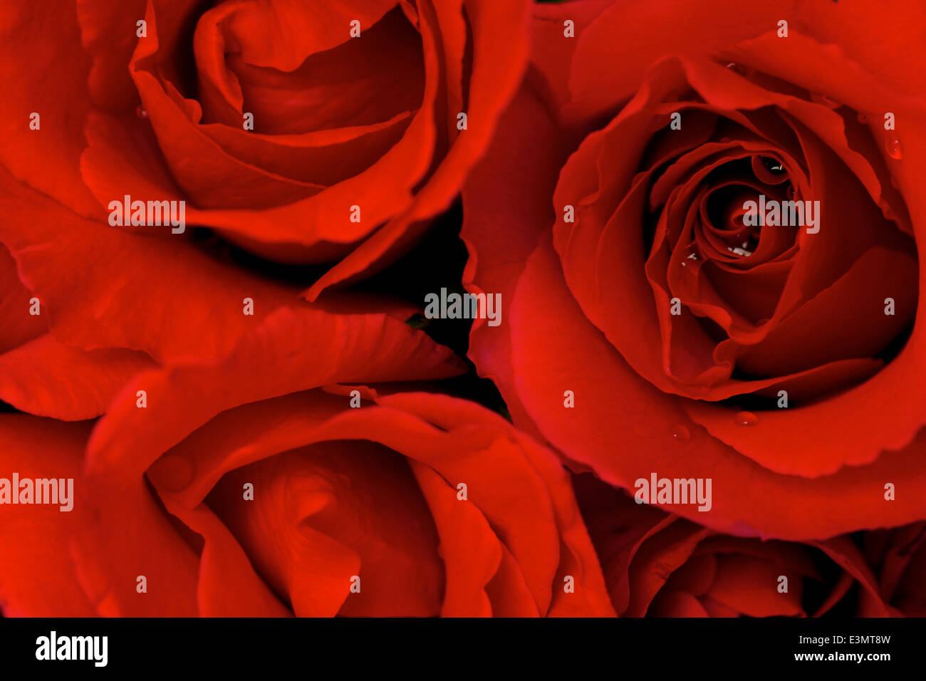 Full red rose hi-res stock photography and images - Alamy