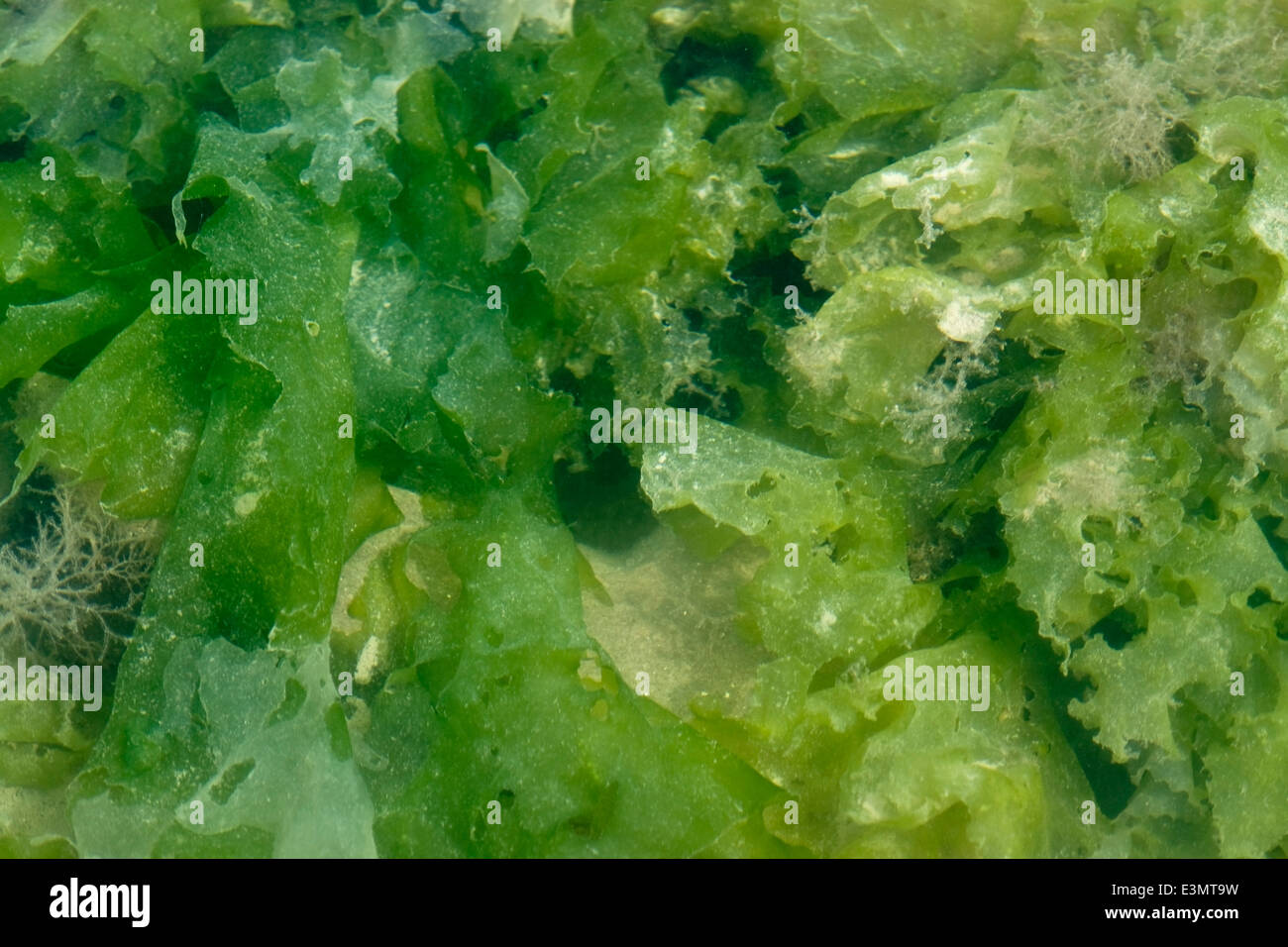 Fresh water green algae hi-res stock photography and images - Alamy