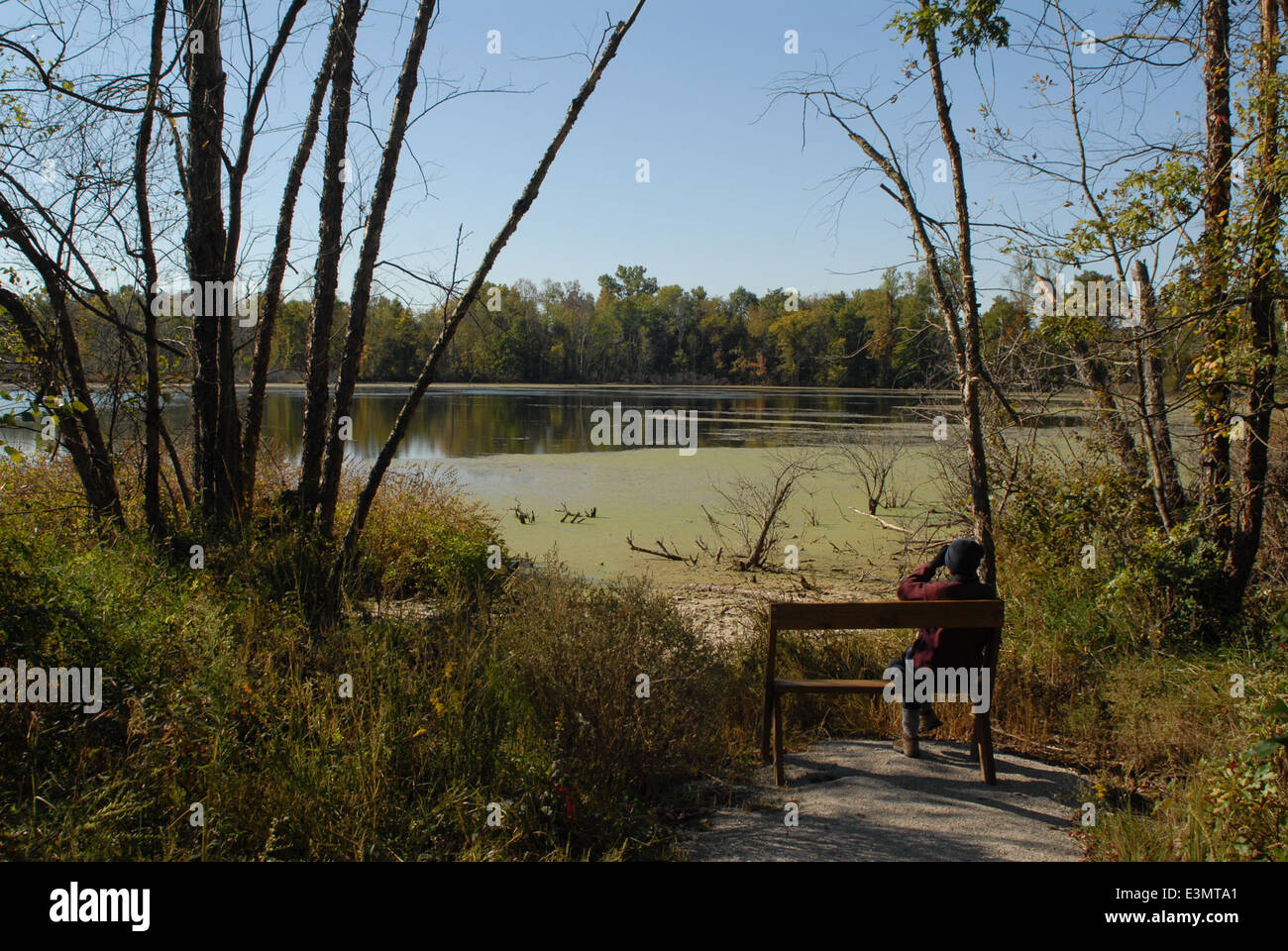 Bottomland forest hi-res stock photography and images - Alamy