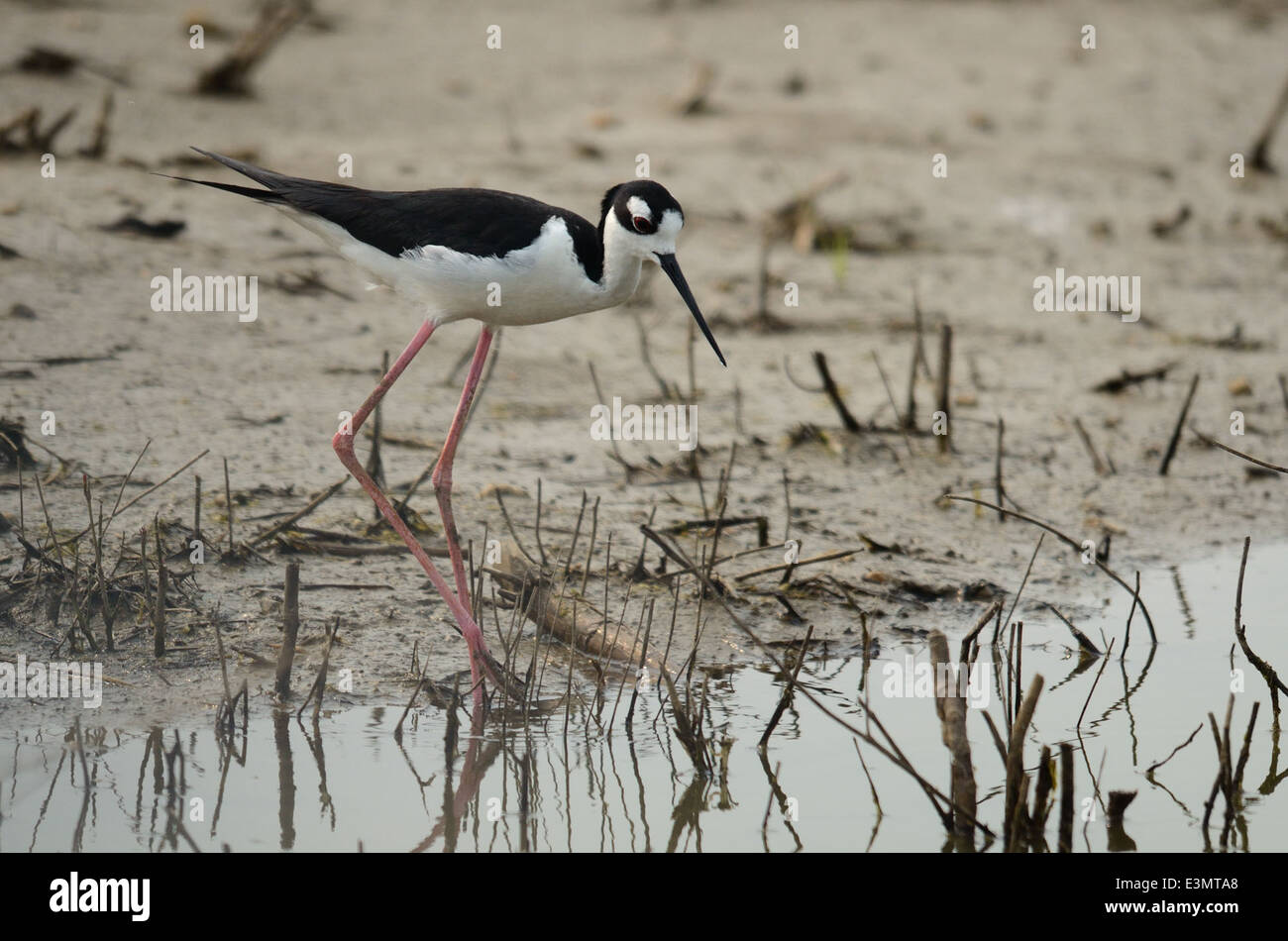 Patoka River National Wildlife Refuge in Indiana is home to diverse ...