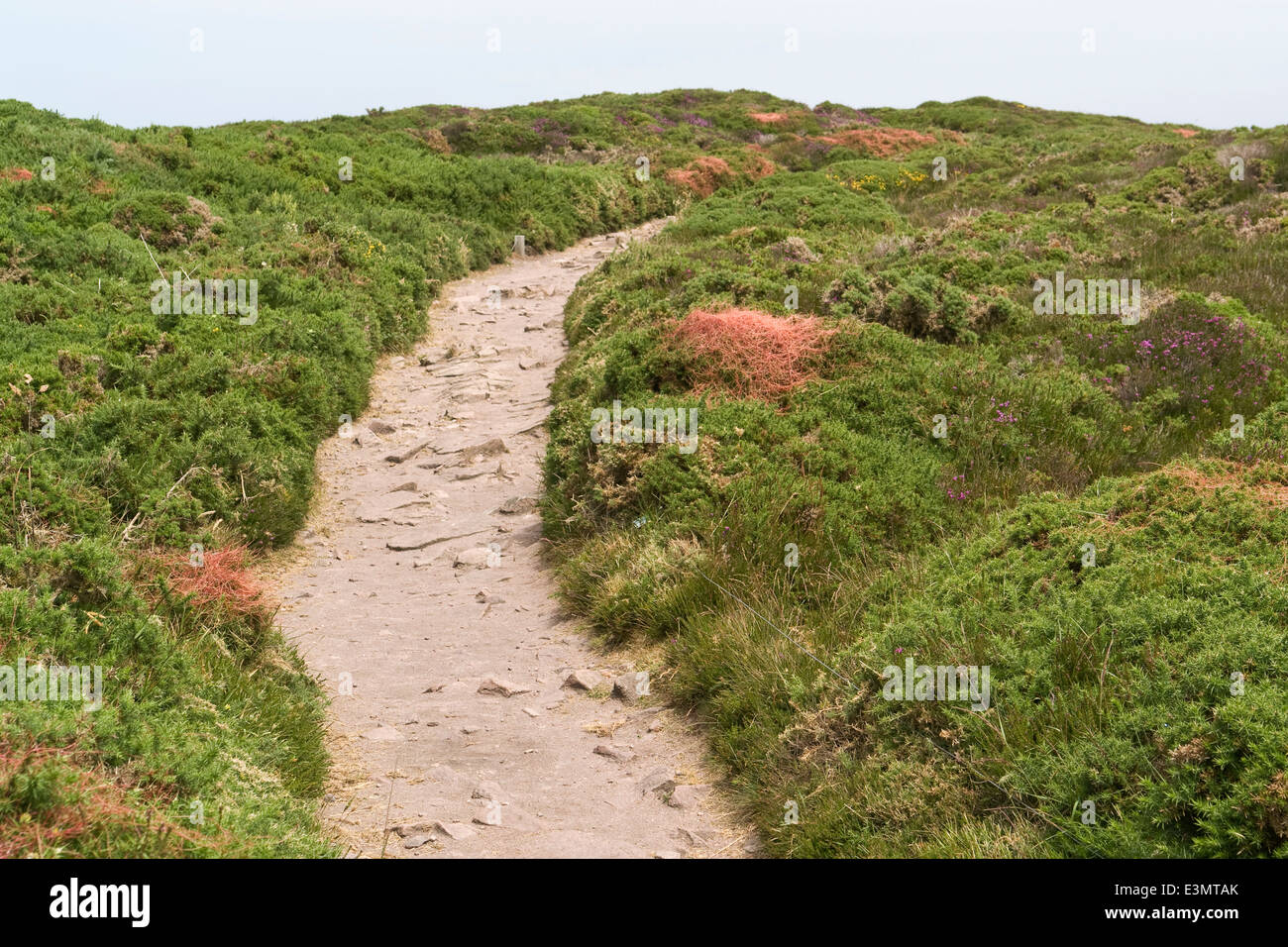 Footpath path moorland heather hi-res stock photography and images - Alamy