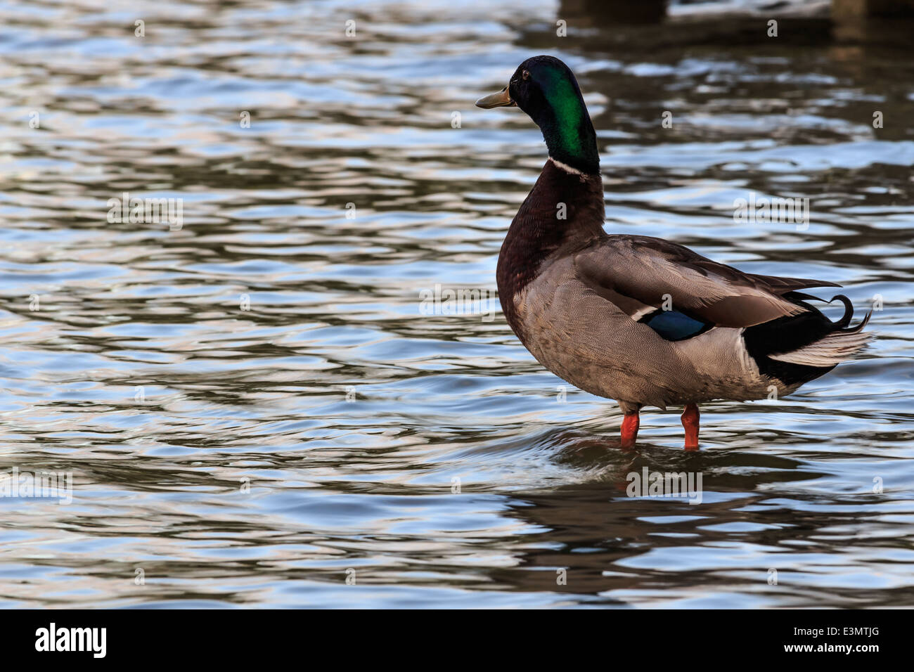 Duck Basking in summer evening sun light Stock Photo - Alamy