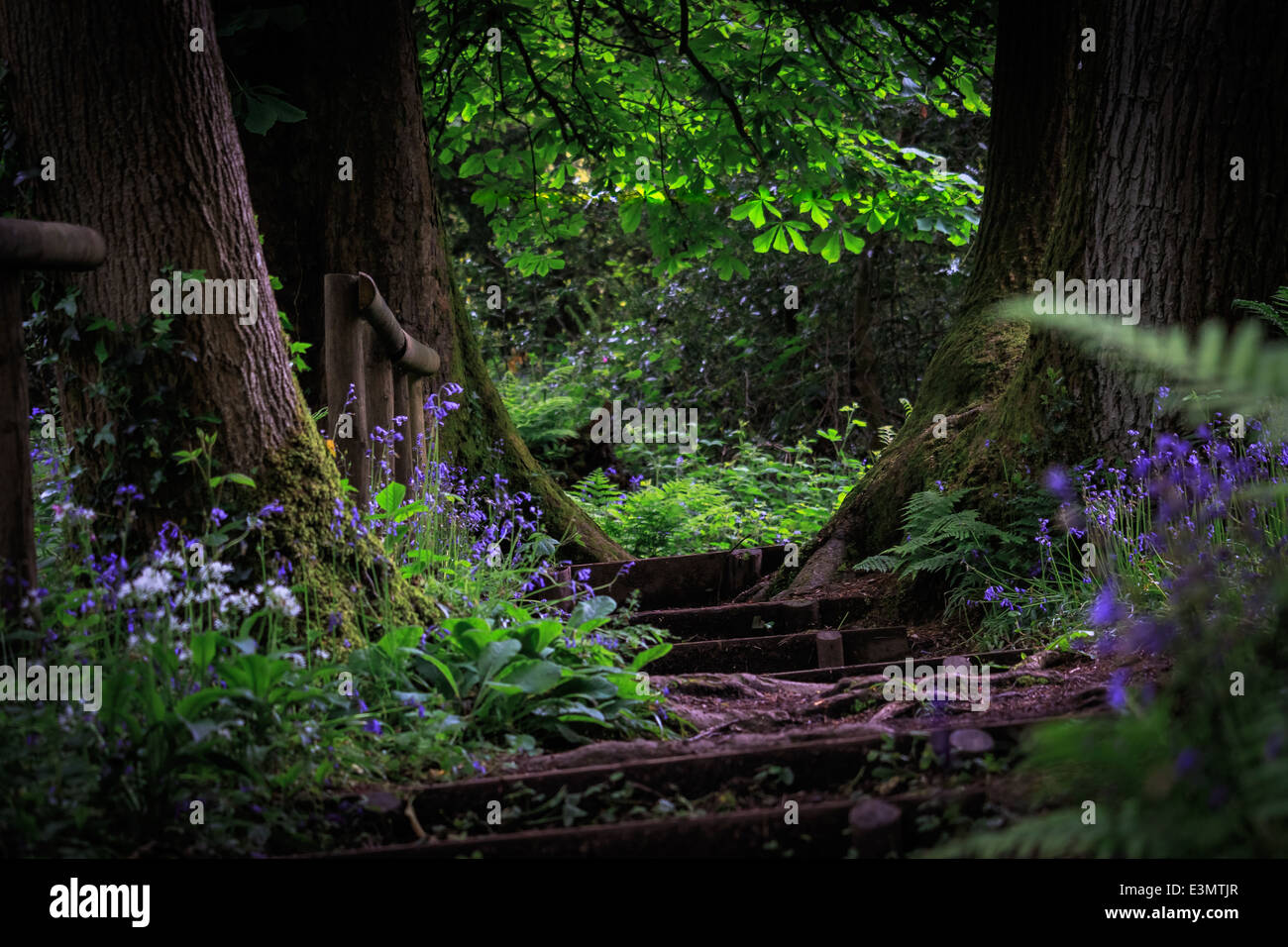 Flowery path way Stock Photo - Alamy