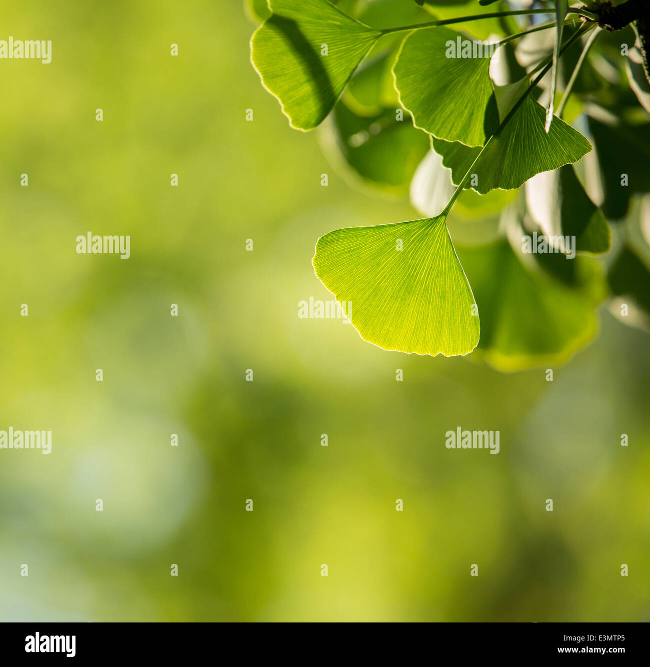 Ginkgo biloba tree branch with leafs against lush green background ...