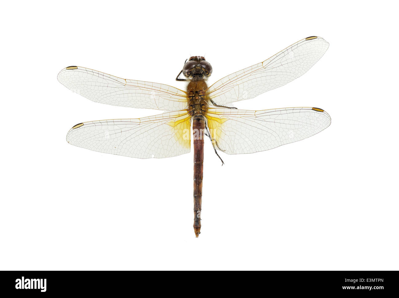 Odonata; Libellulidae; Sympetrum fonscolombii;Selys 1840 Stock Photo ...