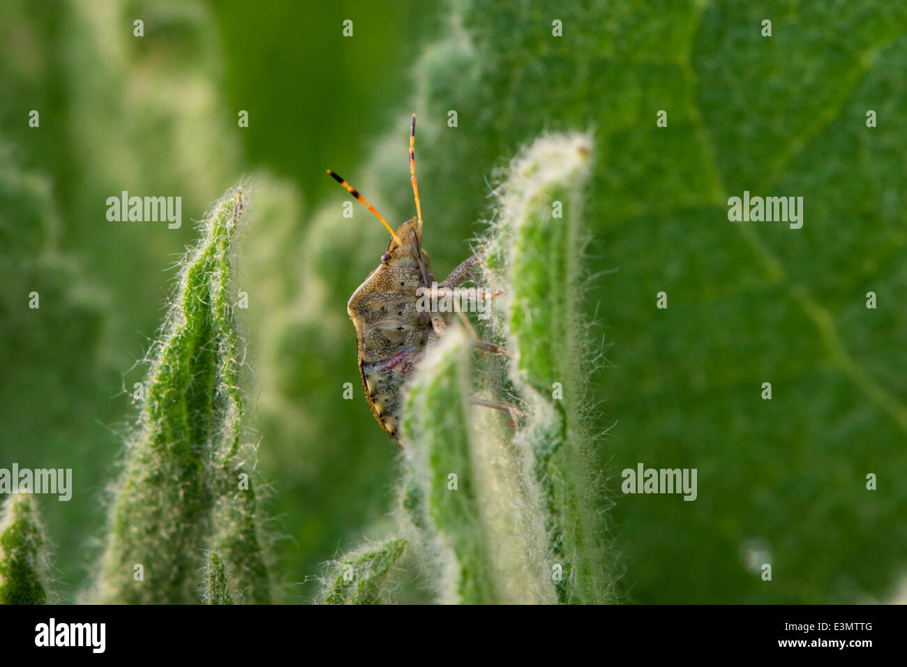 bug climbing a leaf Stock Photo - Alamy