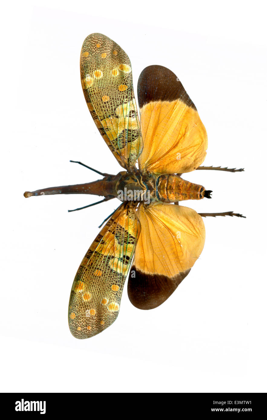 Laternaria candelaria; Pyrops candelaria; Linnaeus 1758 Stock Photo - Alamy