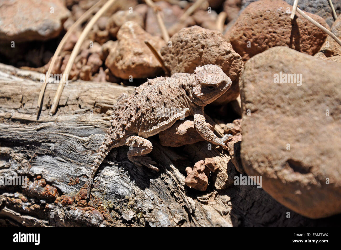A Horned Lizard, also known as a horny toad, is photographed in its ...
