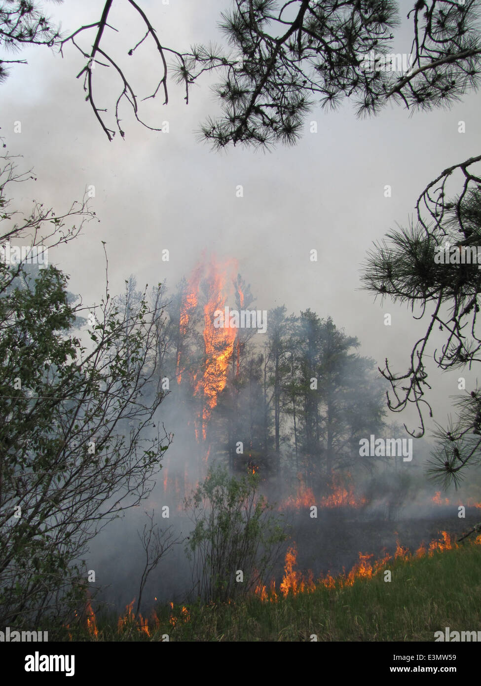 A tree burns in the Upper Peninsula of Michigan at the Pine Creek ...