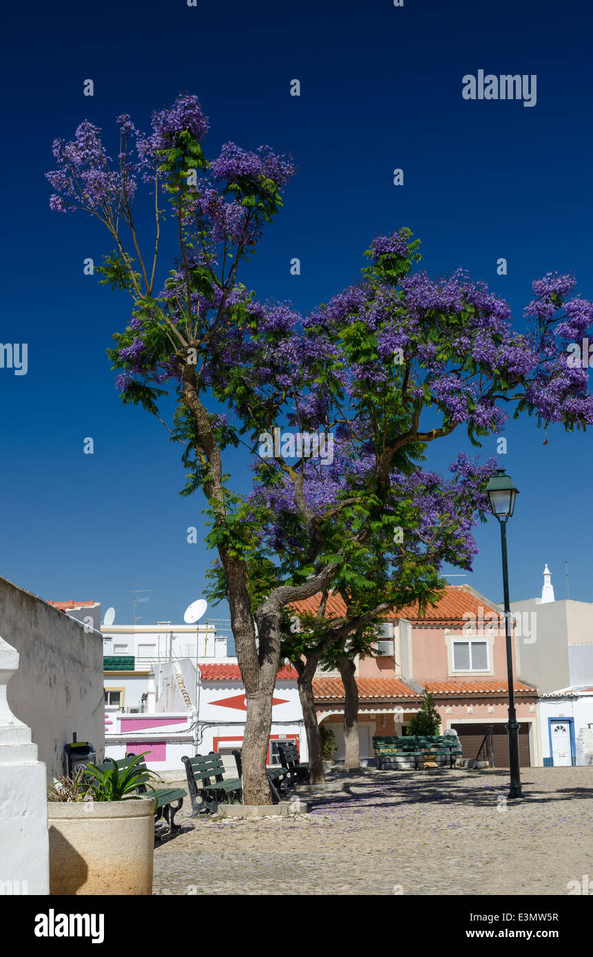 Flowering tree in portugal hi-res stock photography and images - Alamy