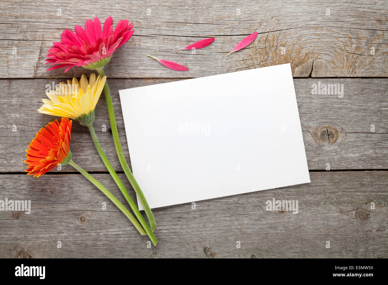 Three colorful gerbera flowers and blank gift card or photo frame on ...