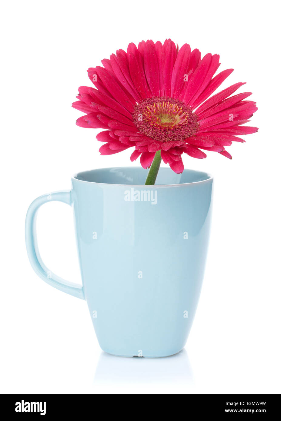 Purple gerbera flower in tea cup. Isolated on white background Stock ...
