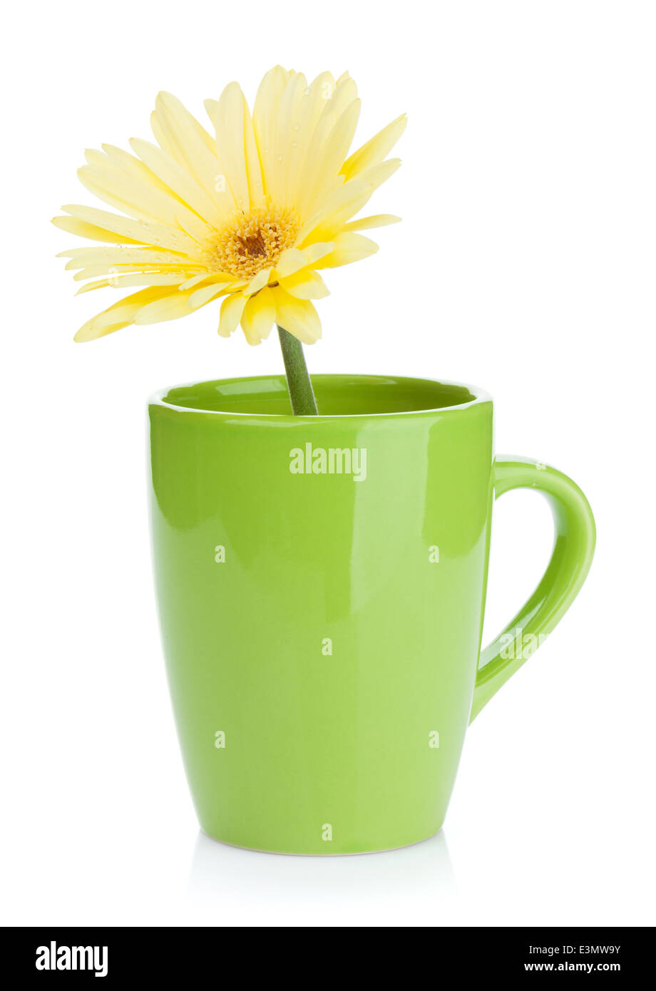 Yellow gerbera flower in tea cup. Isolated on white background Stock ...