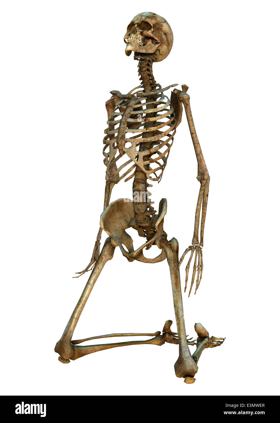 3D digital render of an old human skeleton isolated on white background ...