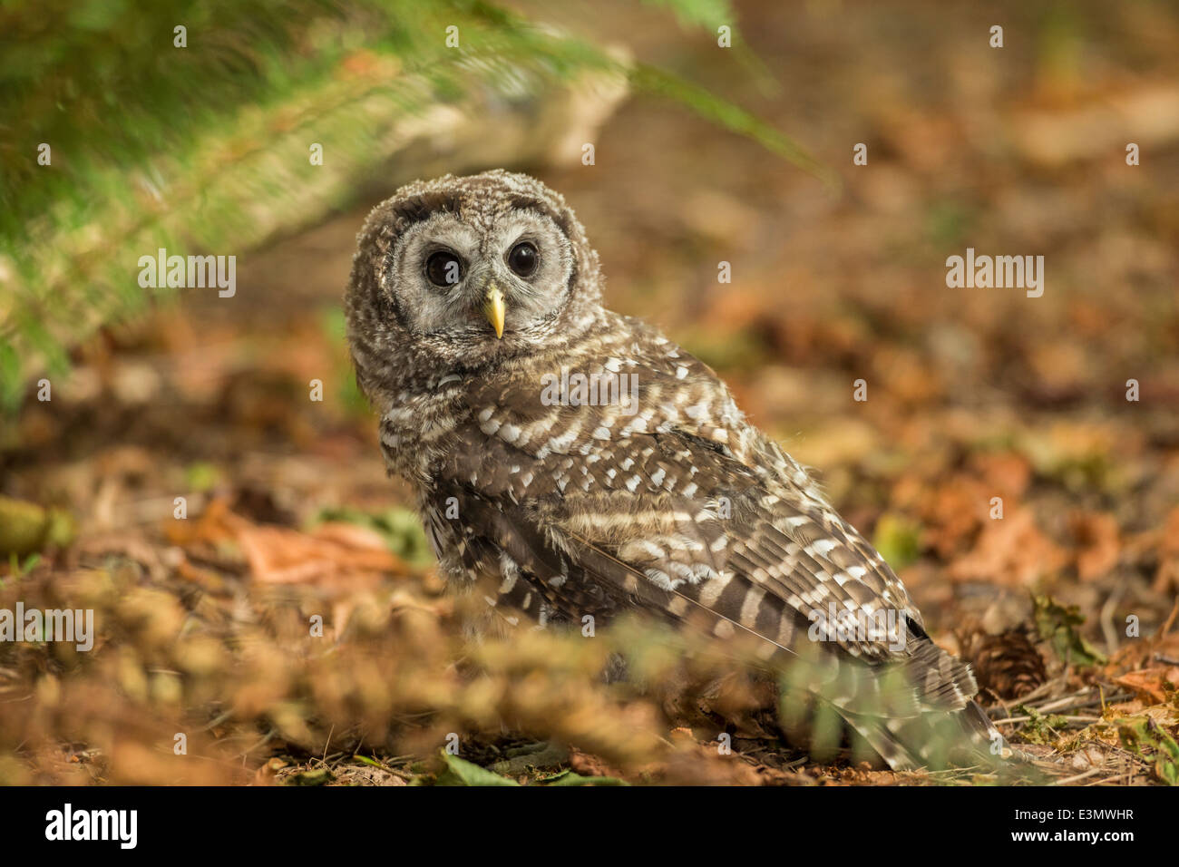 British fledgling birds hi-res stock photography and images - Alamy