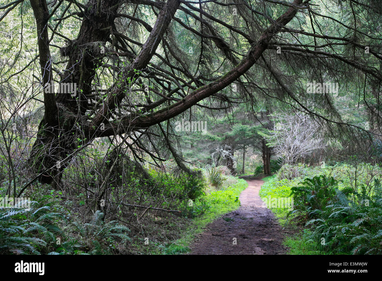 The COAST TRAIL winds through a temperate forest - POINT REYES NATIONAL ...