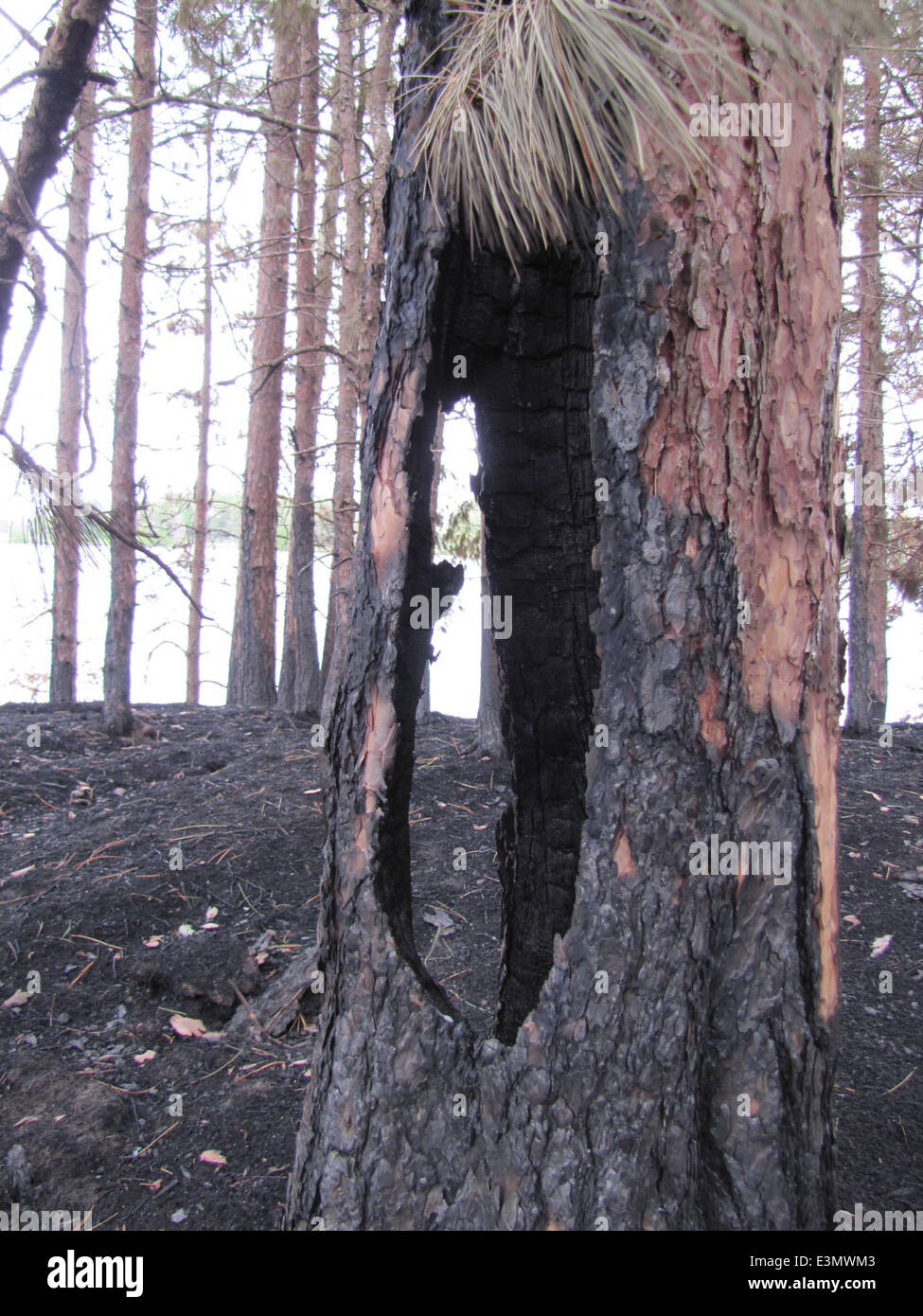 Pine creek fire trees hi-res stock photography and images - Alamy