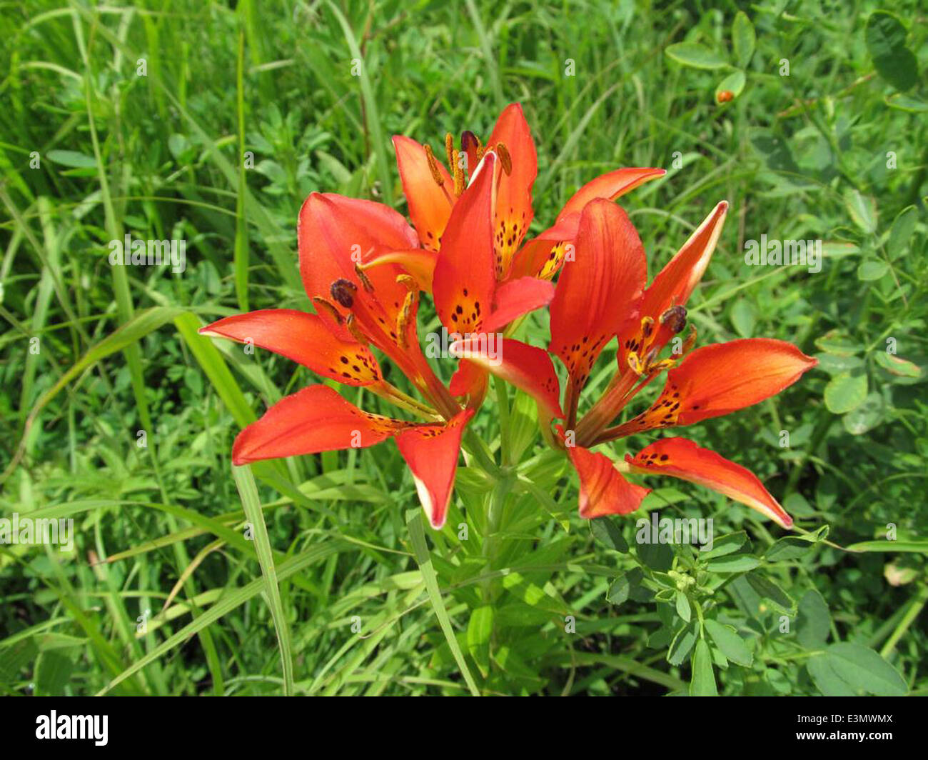 The prairie lily, an endangered species, is protected under the ...