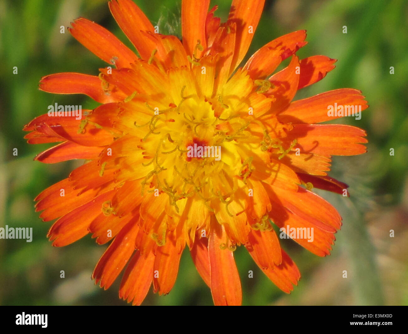 Seney wildlife hi-res stock photography and images - Alamy