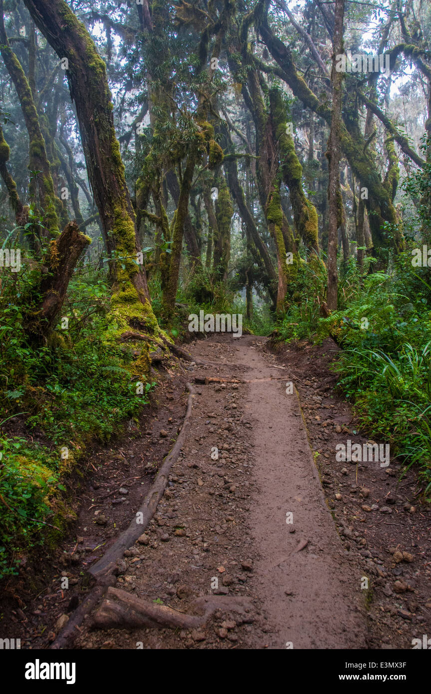 The trail through the rainforest on the descent route from Kilimanjaro ...