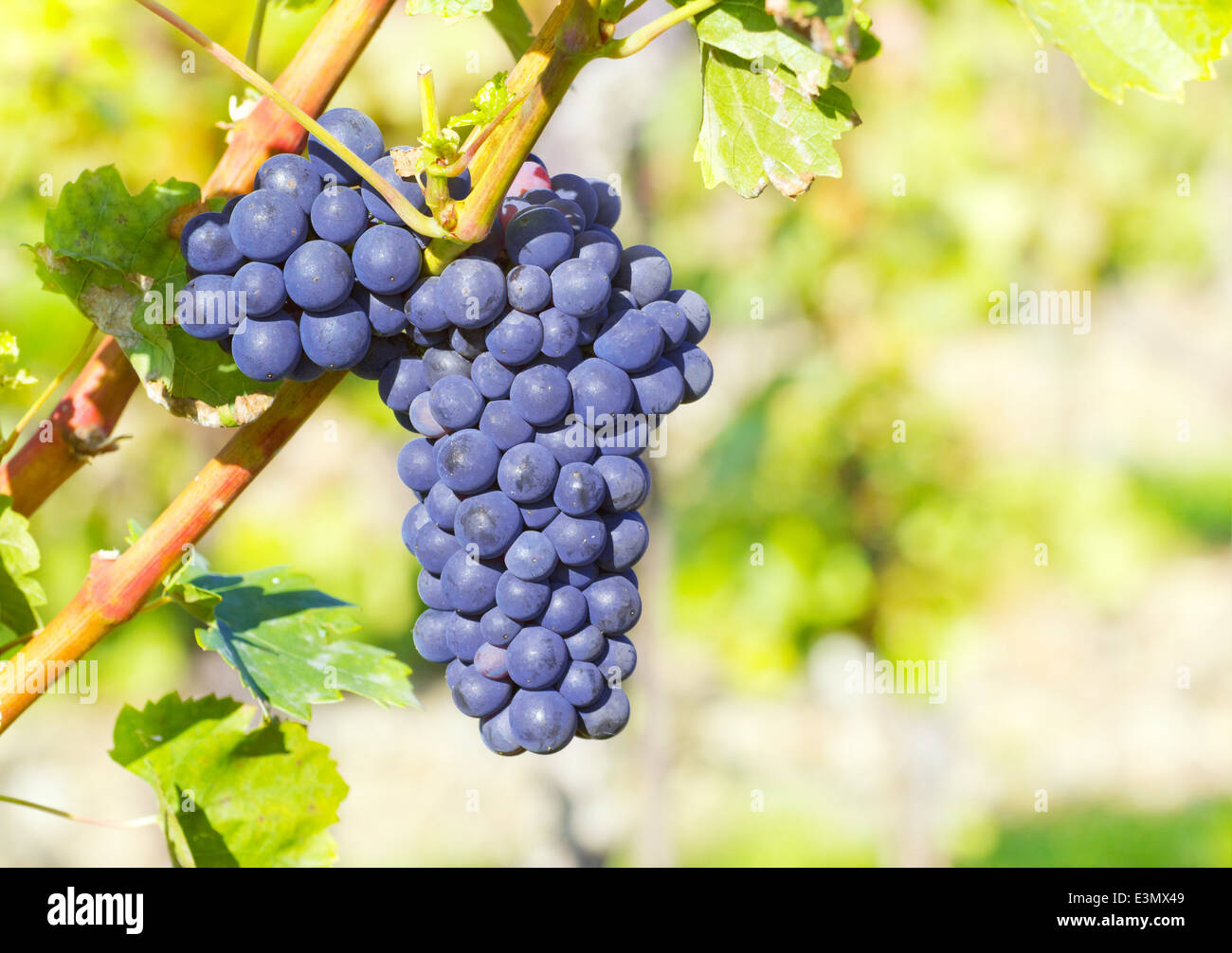 Bunch of fresh red grape hi-res stock photography and images - Alamy