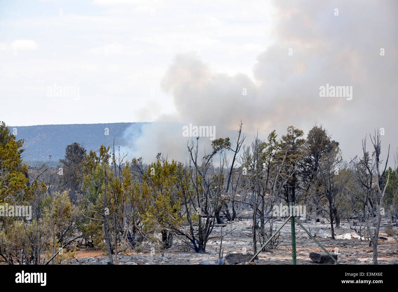 The Canyon Fire was a wildfire that impacted forested areas, requiring ...