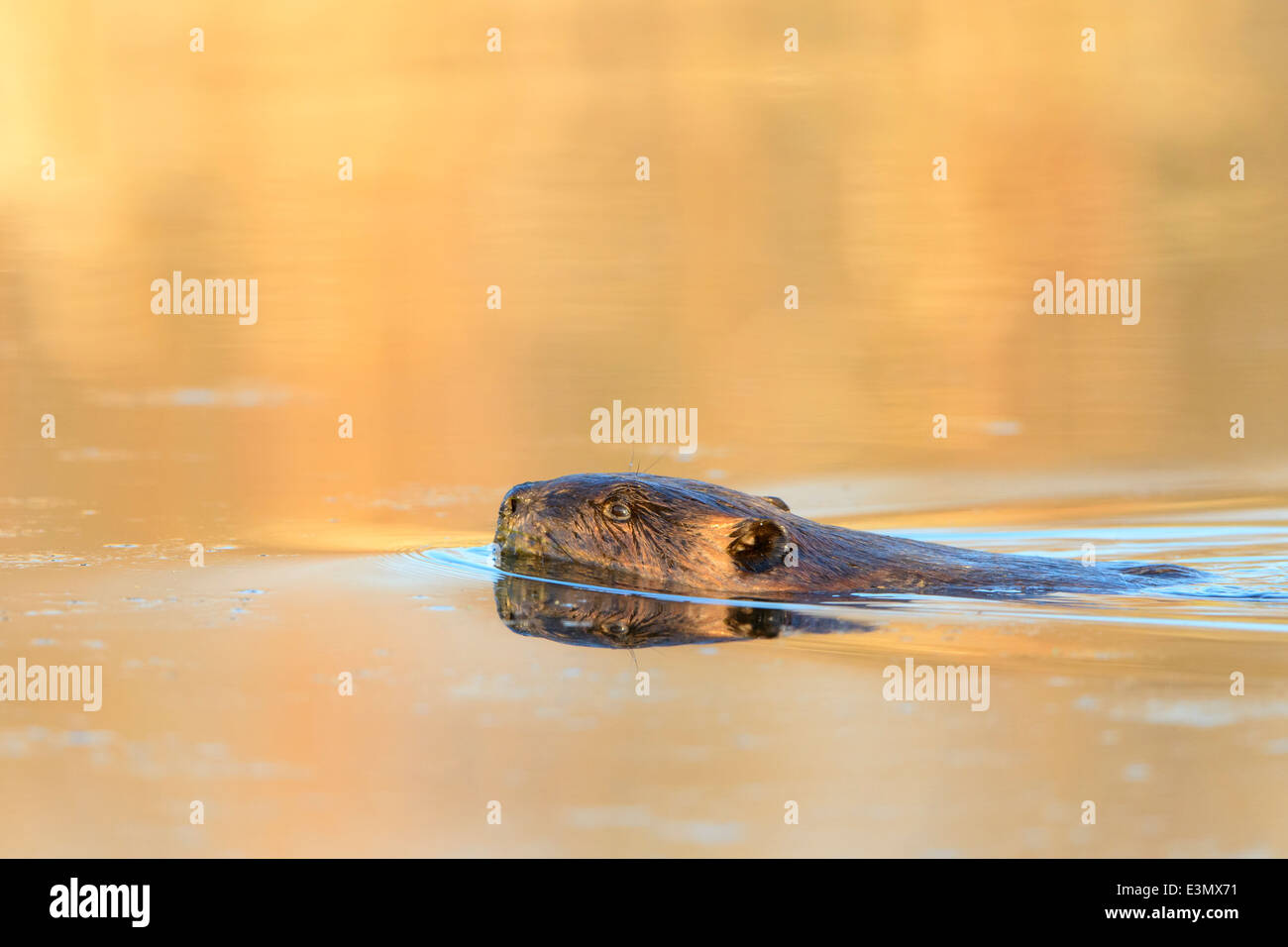 American Beaver, Western Montana Stock Photo - Alamy