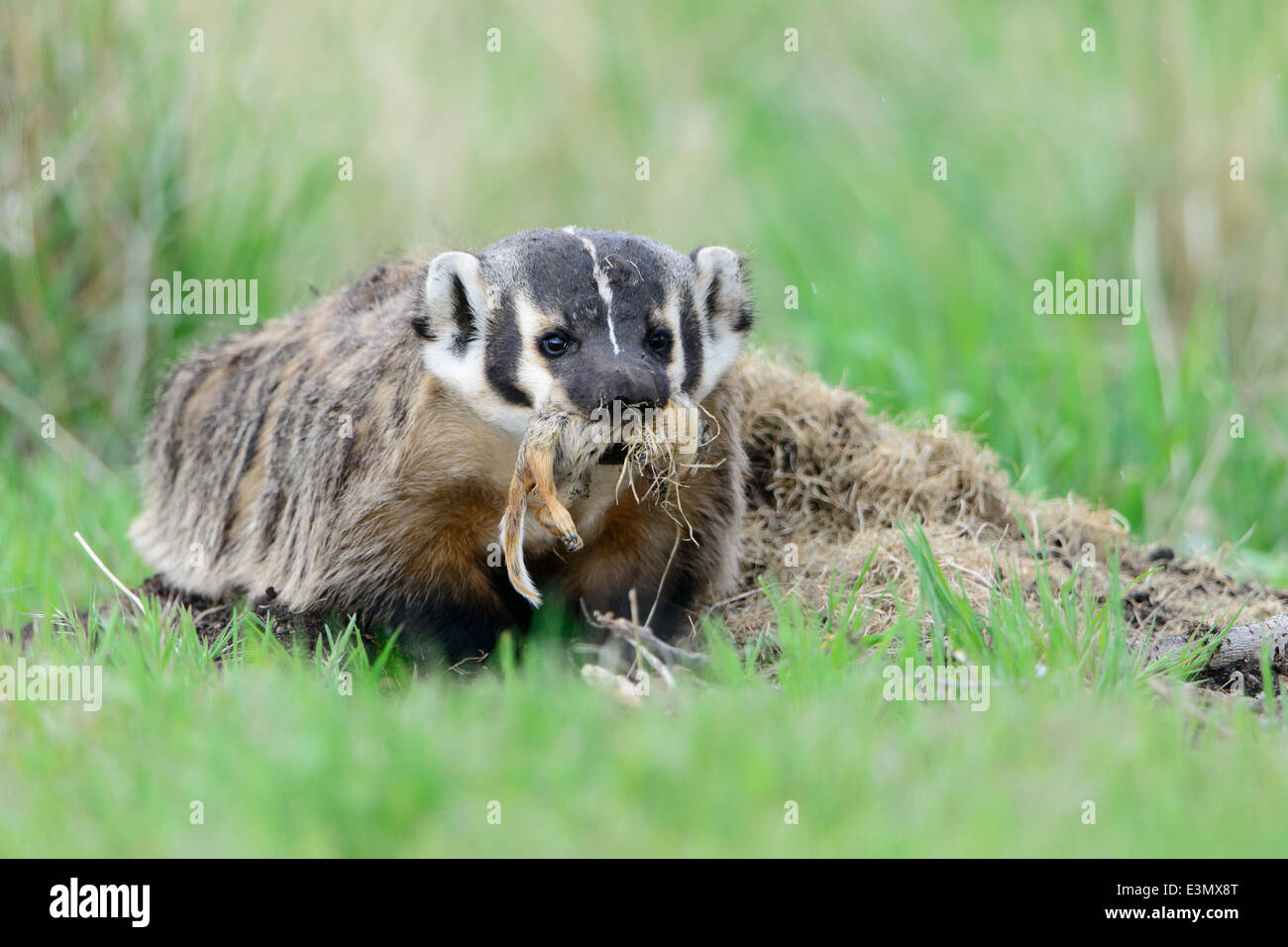 Badger digging hi-res stock photography and images - Alamy