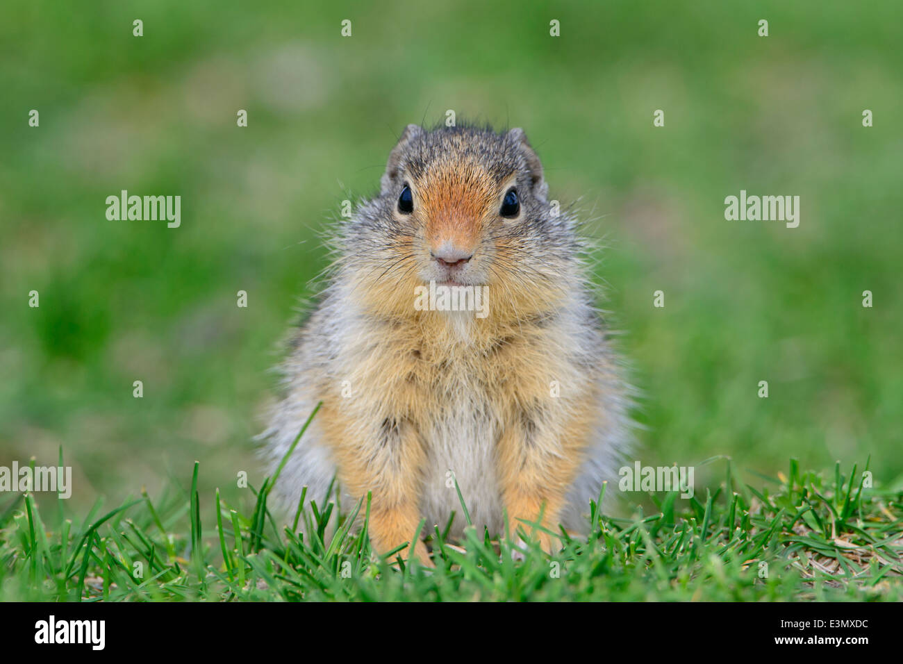 Richardson Ground Squirrel Baby